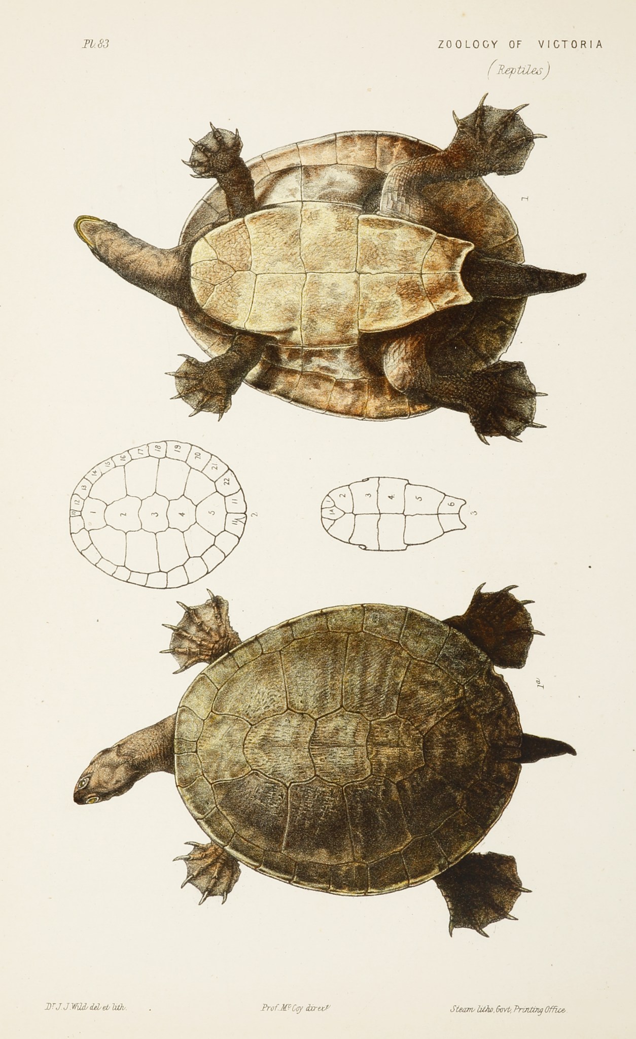 The Murray Tortoise [Macquarie Turtle], Chelymys macquaria [Emydura ...