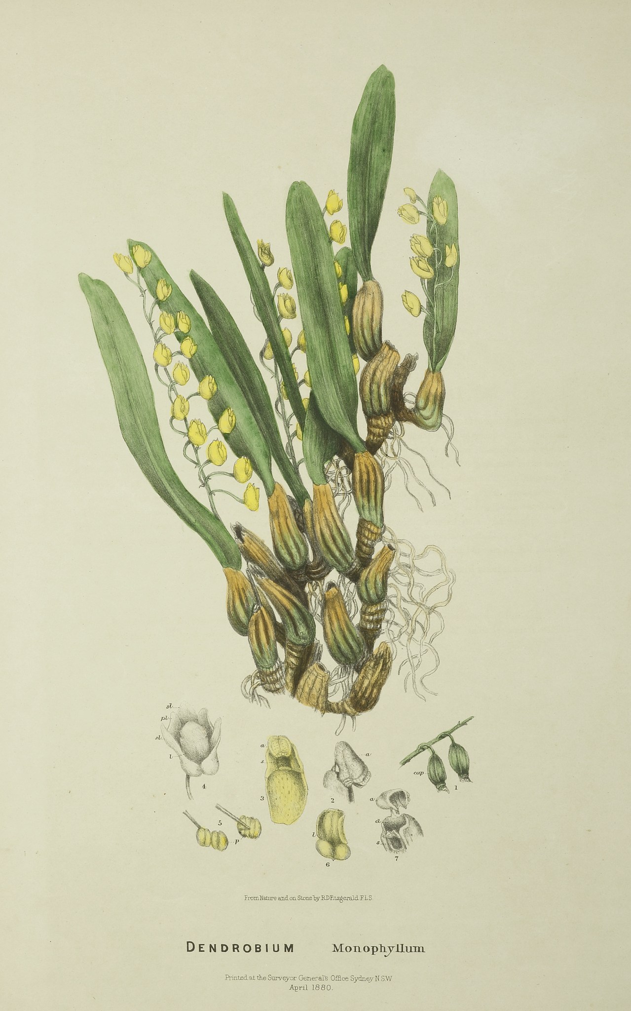 Dendrobium Monophyllum [Single Leafed Dendrobium] | Antique Print Map Room