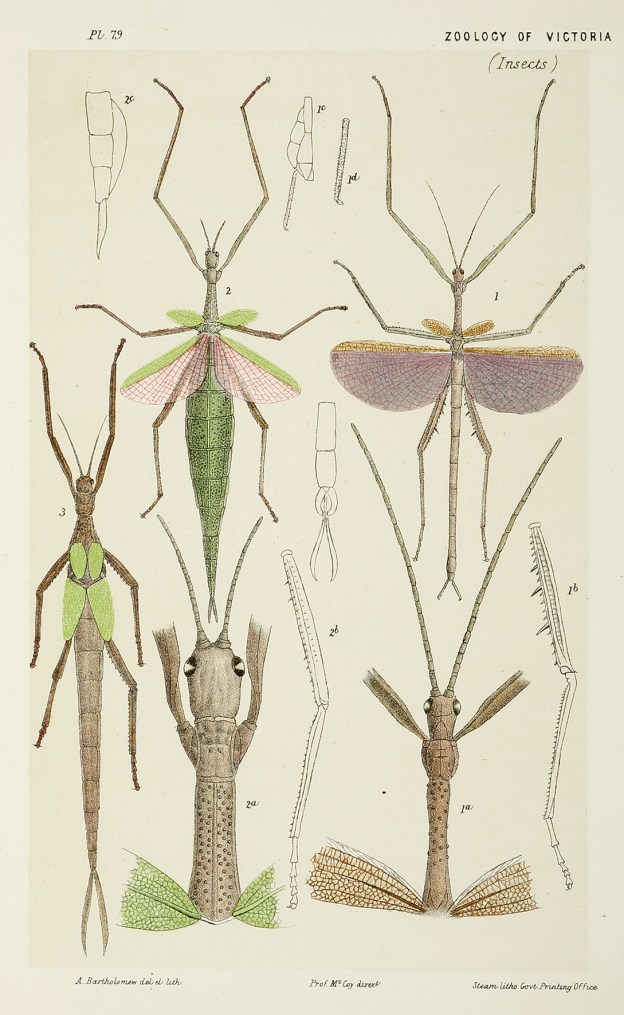 The Violet Winged Phasma [spur legged phasmid], Acrophylla violascens ...