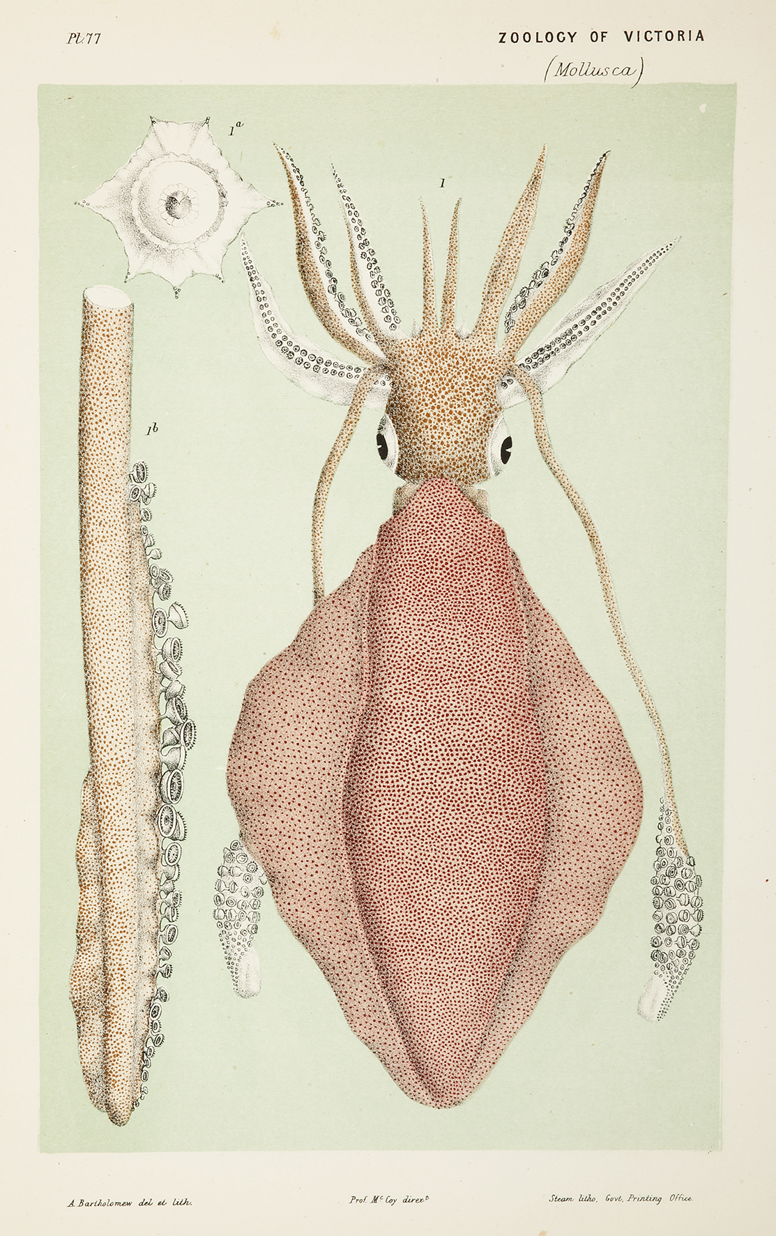 The Australian Tooth Cupped Cuttlefish [Southern calamari ...