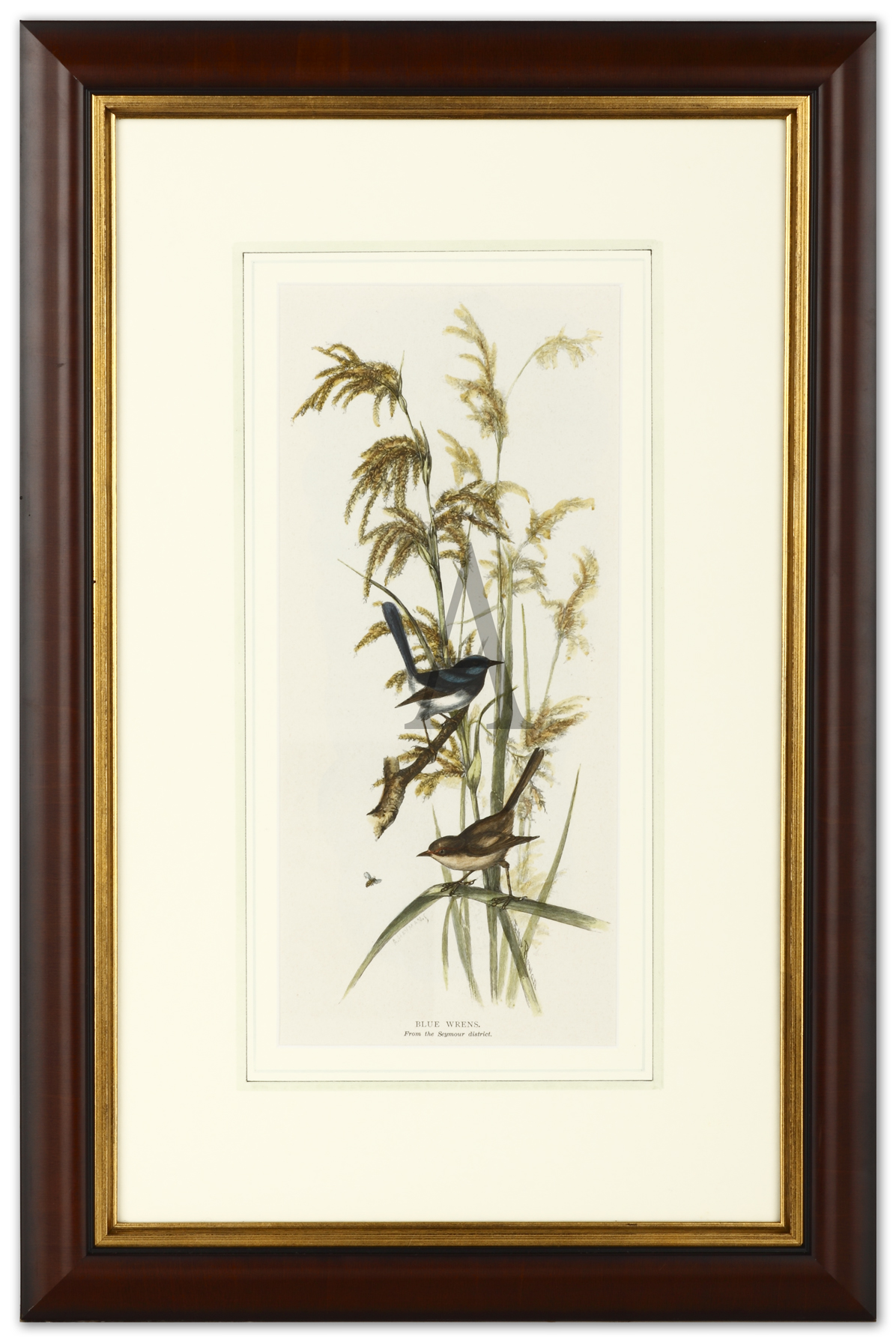 Blue Wrens. From the Seymour District. - Antique Print Map Room