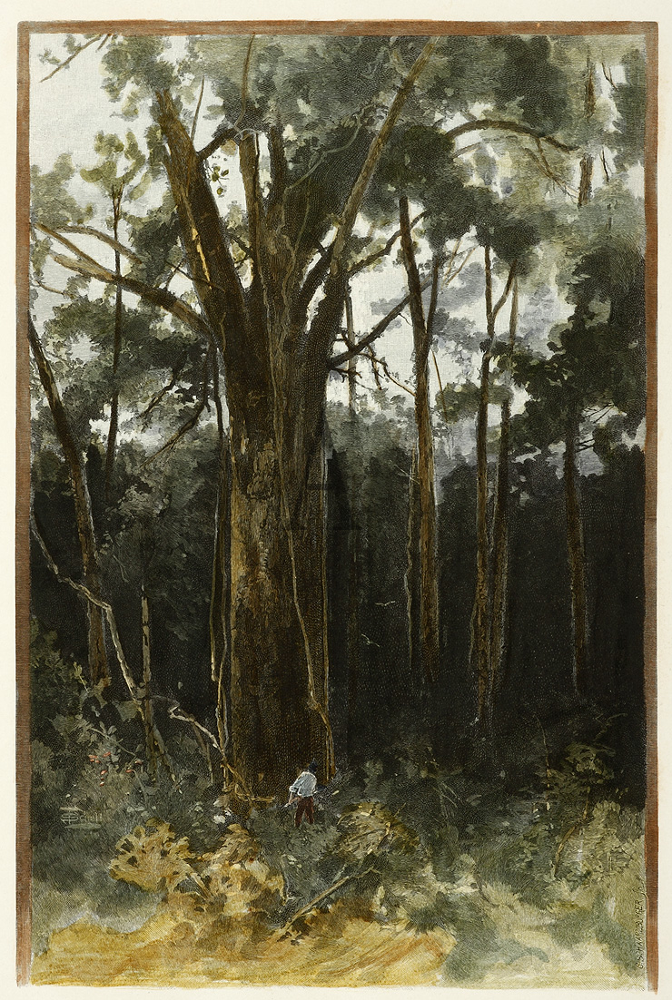 Kauri pine forest - Antique Print Map Room