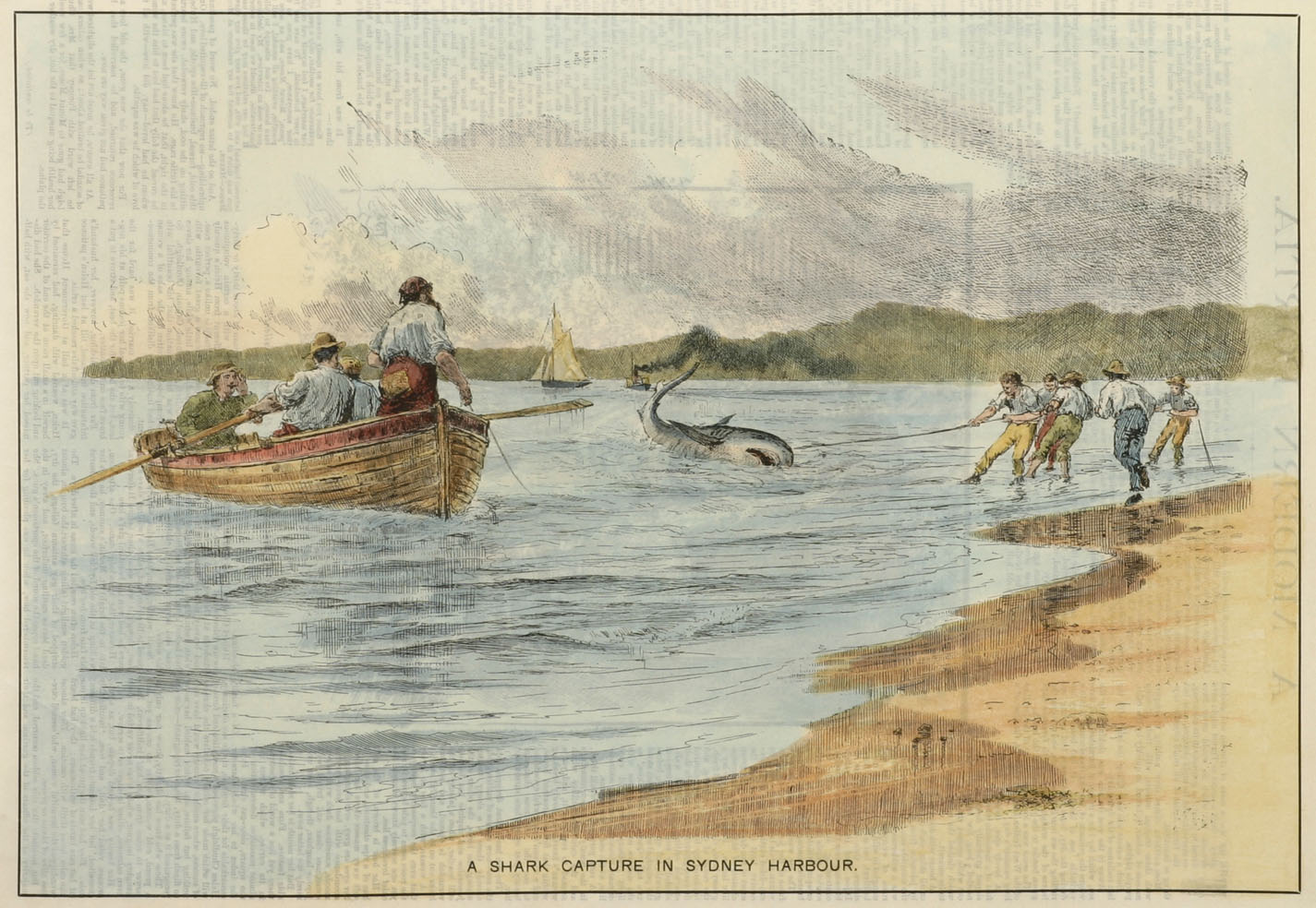 A Shark Capture in Sydney Harbour. - Antique Print Map Room
