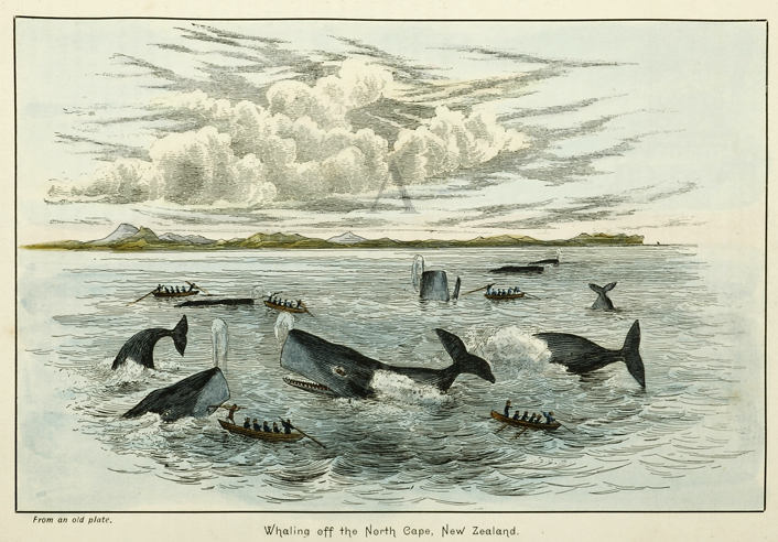 Whaling off the North Cape, New Zealand. - Antique Print Map Room
