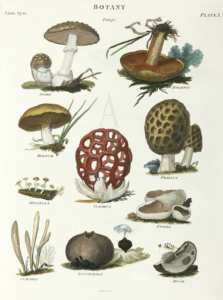 Fungi | Antique Print Map Room