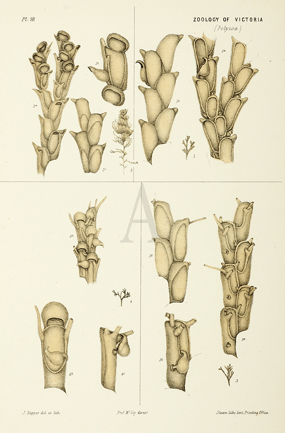 [Fig 1. Bugula Robusta. Fig 2. Bugula Cucullata. Fig 3. Bugula Dentata ...