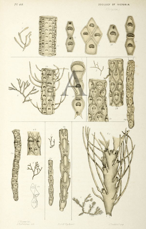Cellaria Fistulosa - Antique Print Map Room