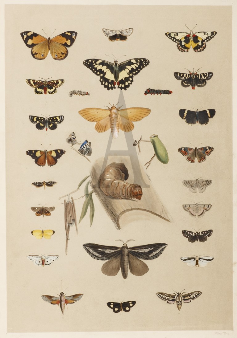 South Australian Lepidoptera - Antique Print Map Room