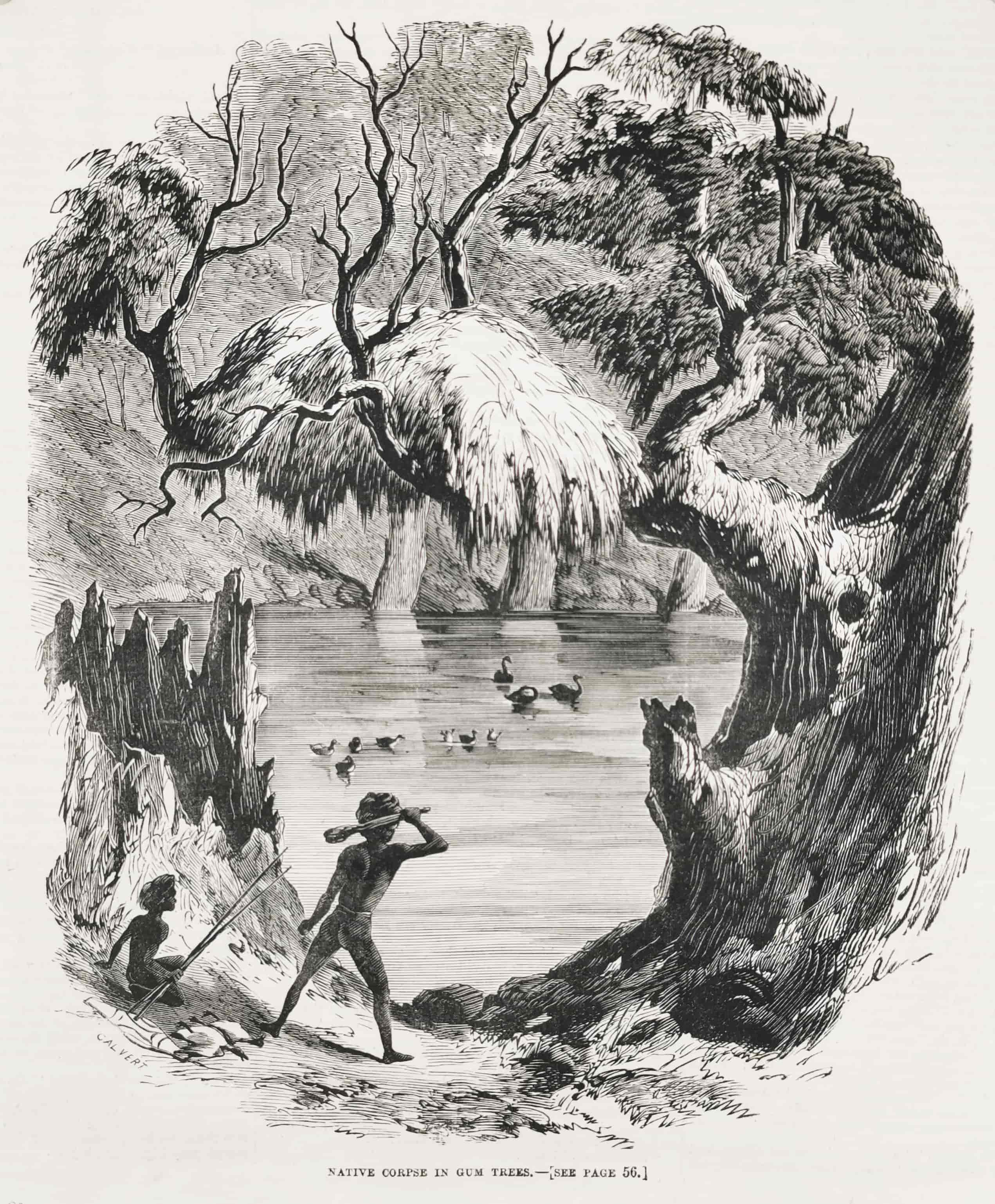 Native Corpse in Gum Trees. - Antique Print Map Room