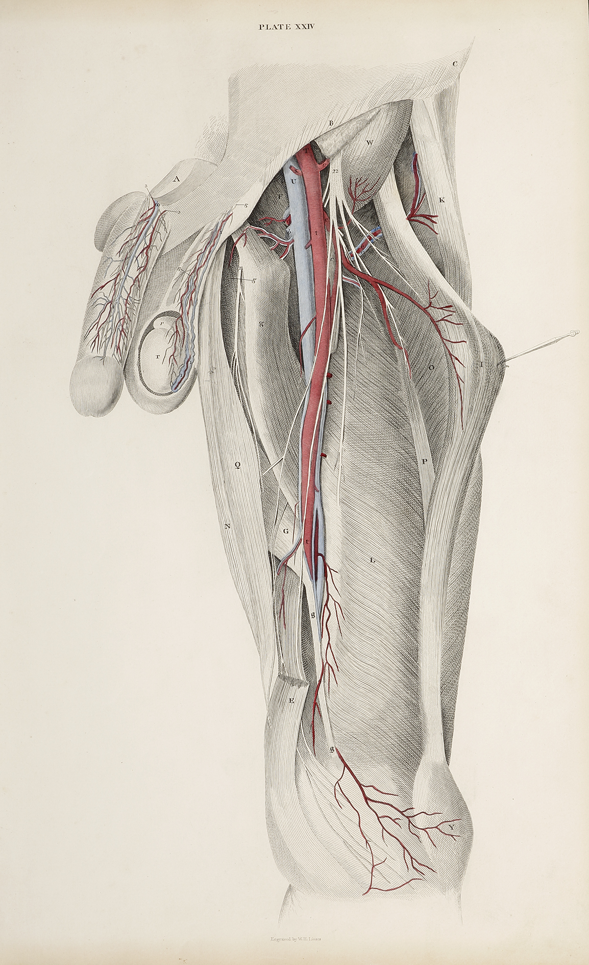 [VASCULAR] Dissection of the groin. - Antique Print Map Room