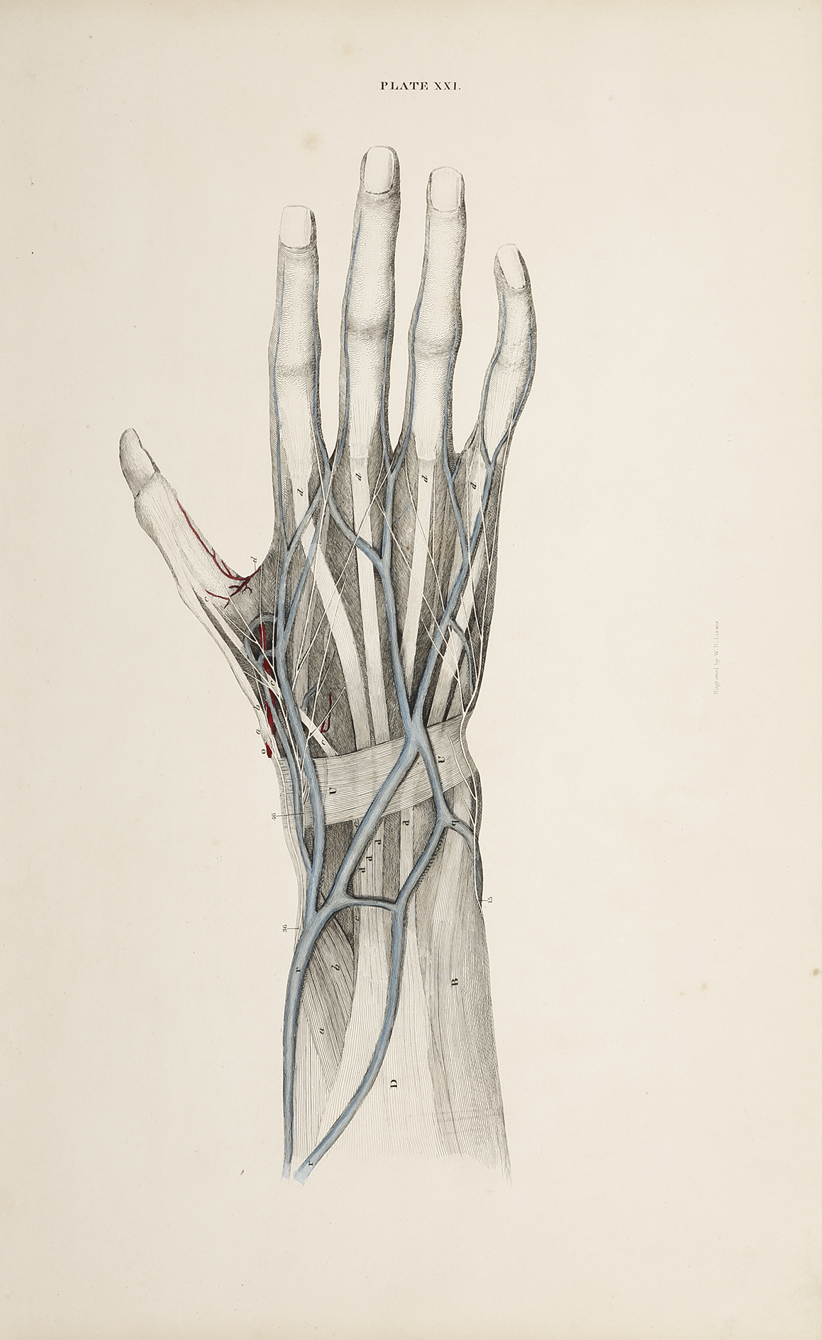 [VASCULAR] Dissection of the hand. - Antique Print Map Room