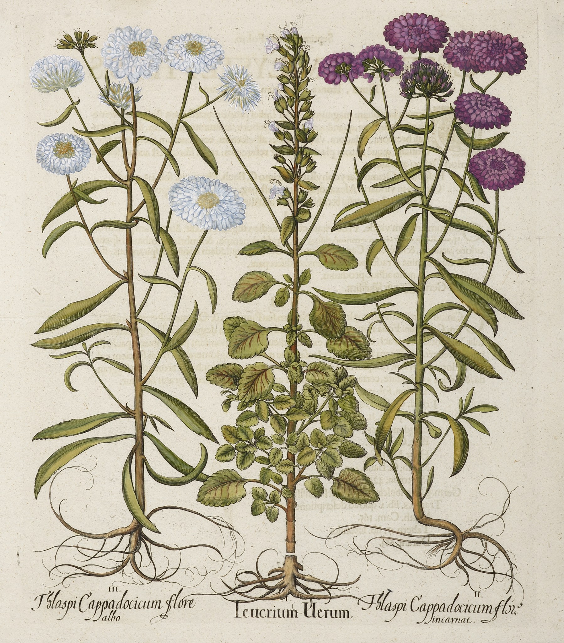 1. Teucrium Verum - Antique Print Map Room