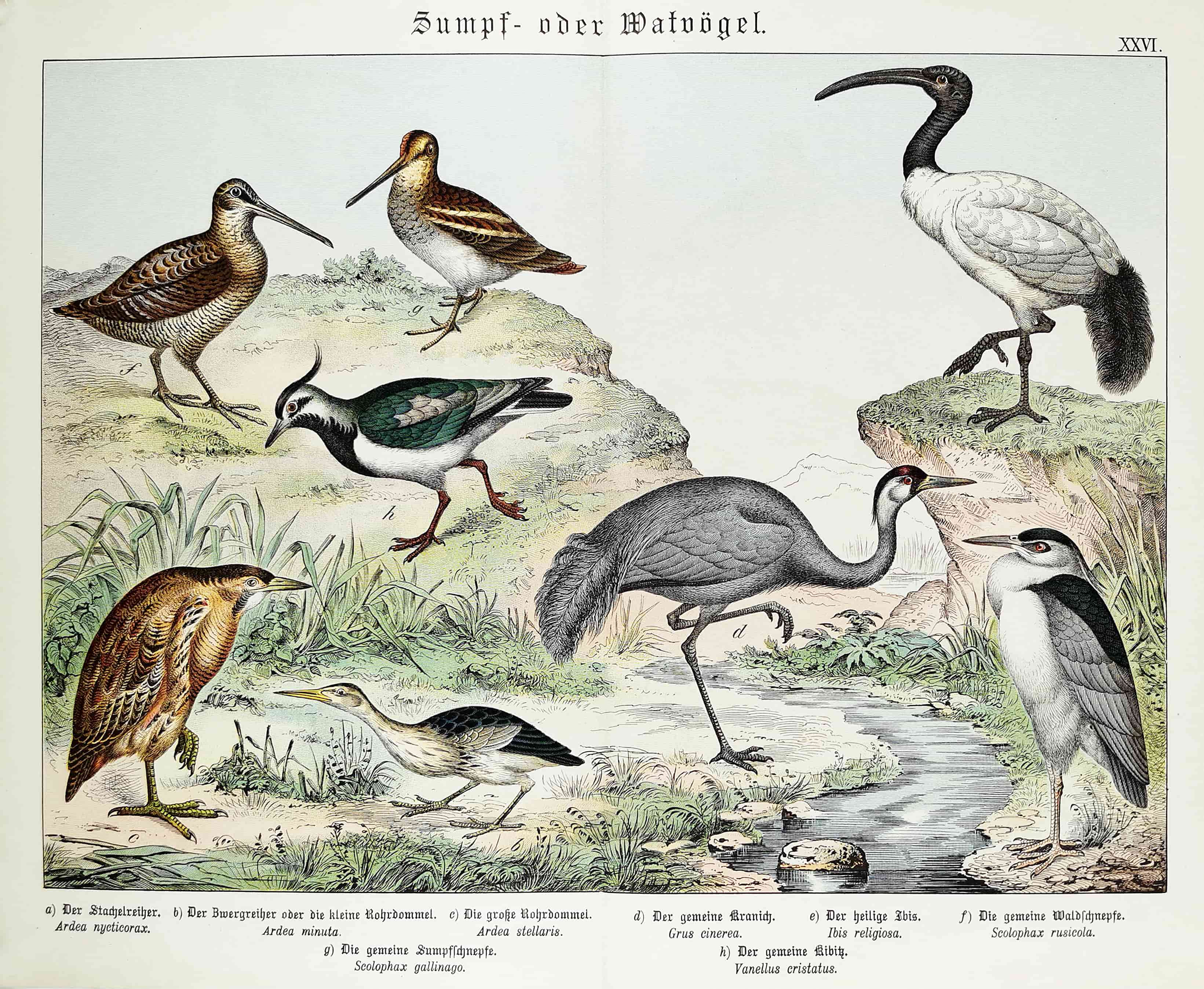 Ardea nycticorax. Ardea minuta. Ardea stellaris. Grus cinerea. Ibis ...