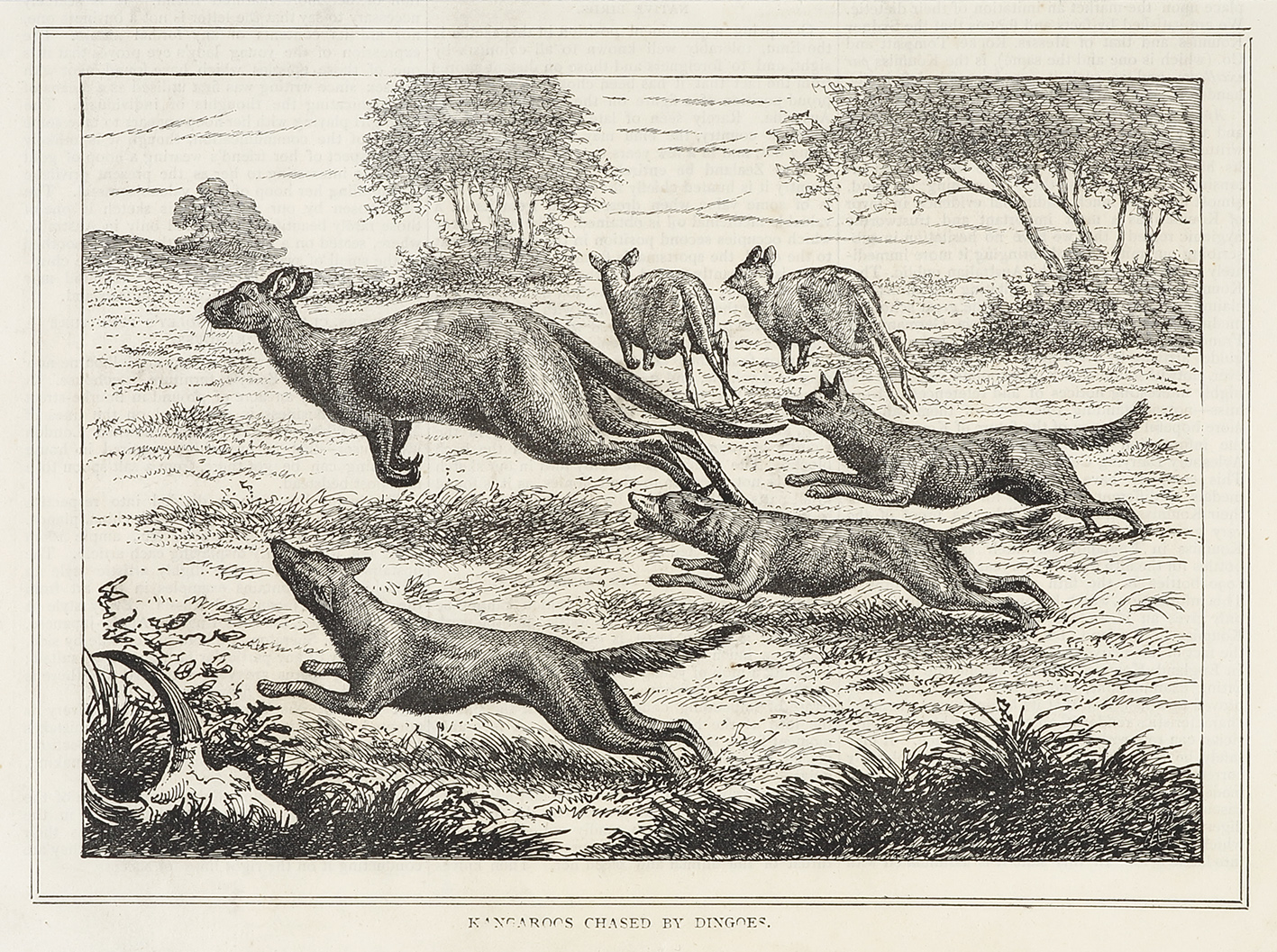 Kangaroos Chased by Dingoes. - Antique Print Map Room
