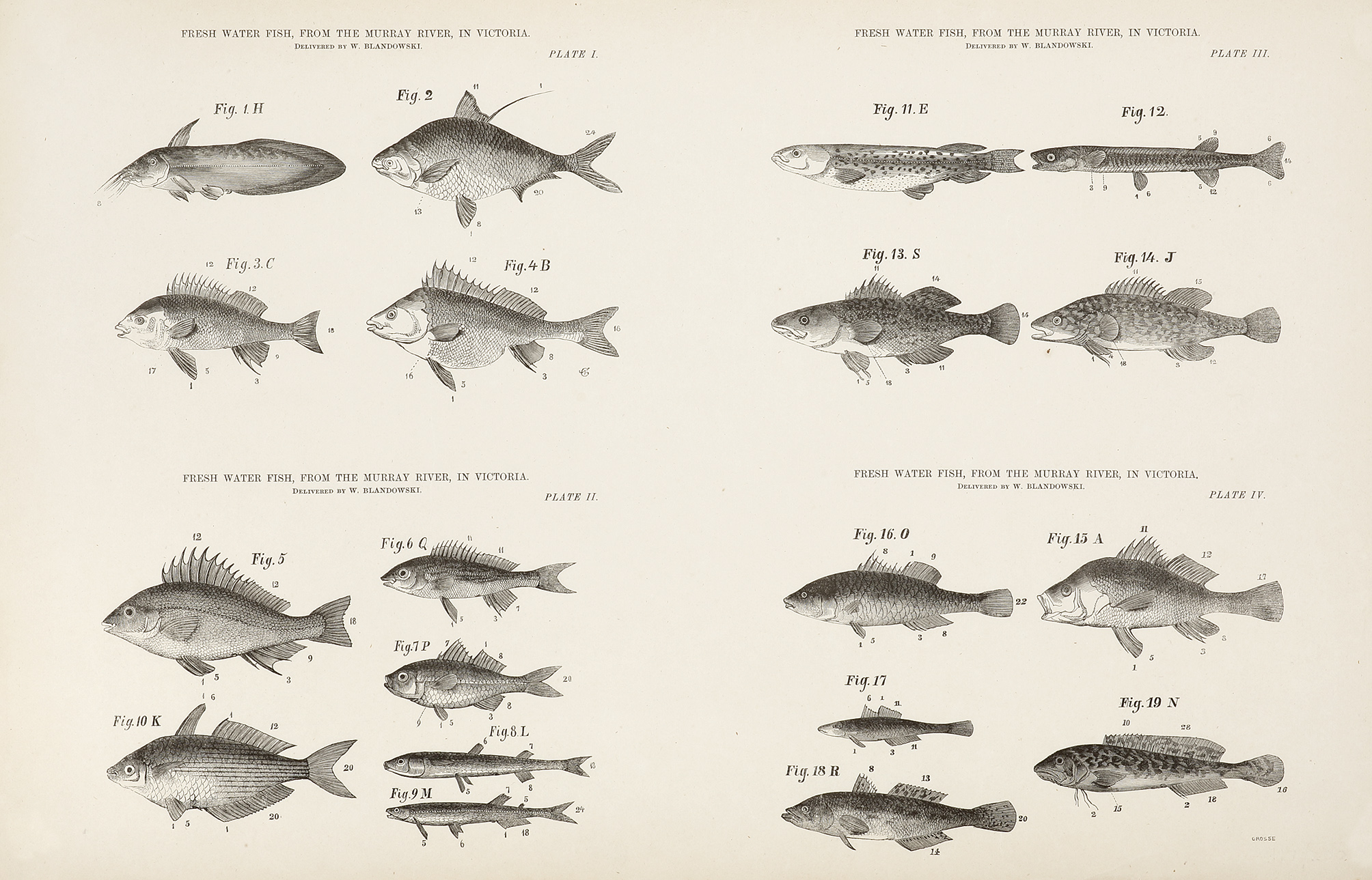 Fresh Water Fish, from the Murray River, in Victoria. Delivered by W ...