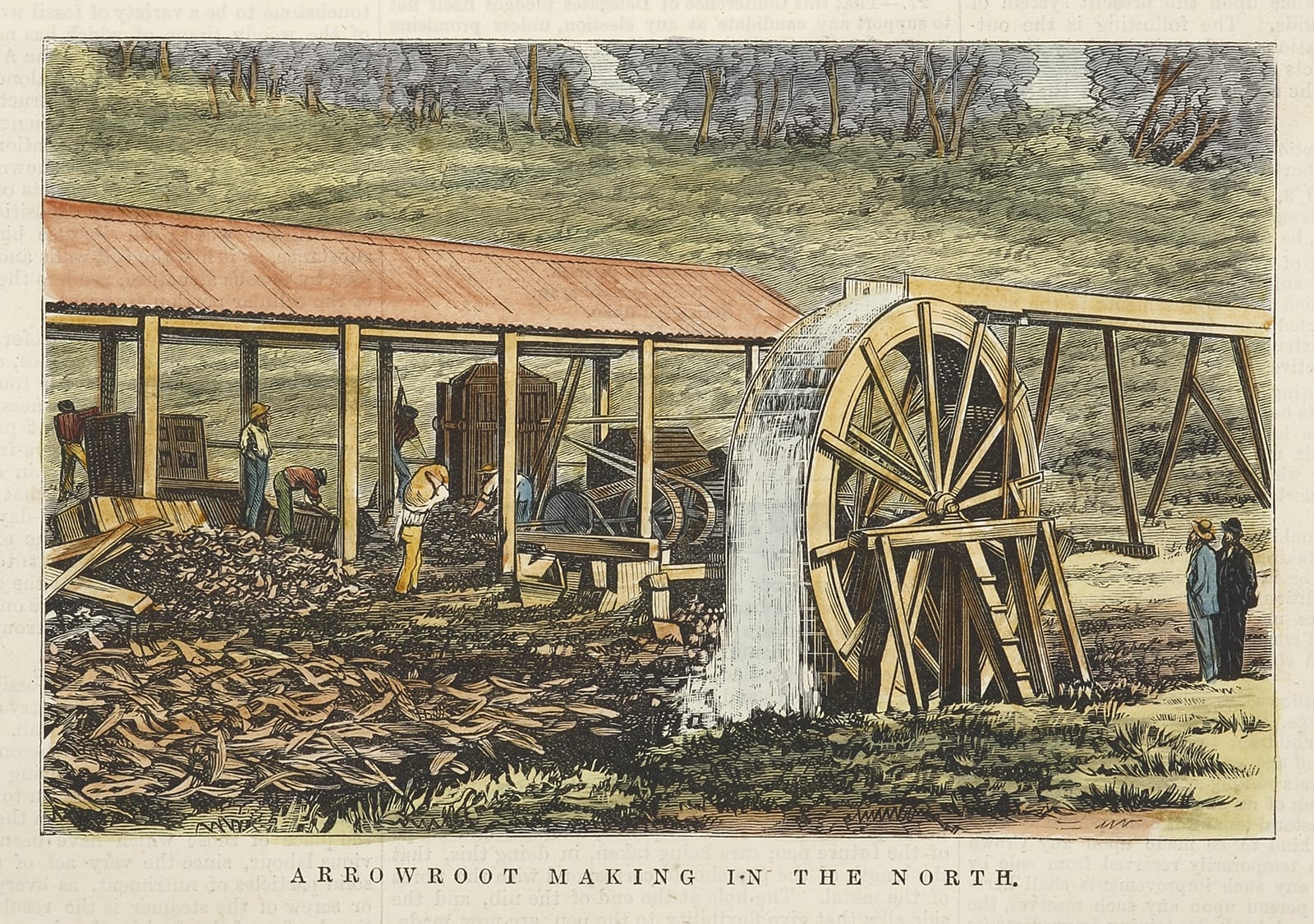 Arrowroot Making in the North. - Antique Print Map Room