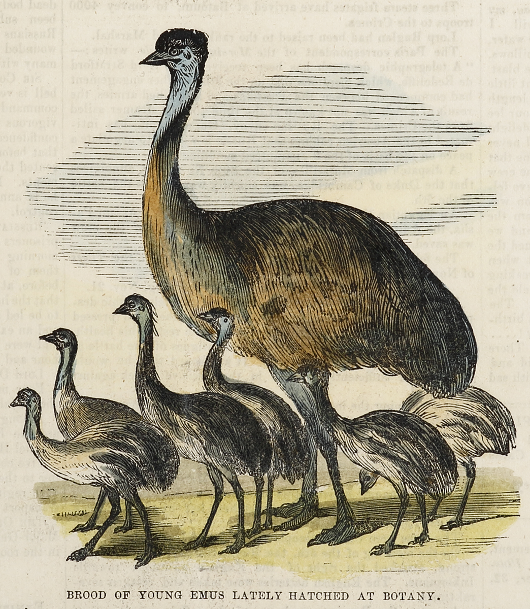 Brood of Young Emus Lately Hatched at Botany. - Antique Print Map Room