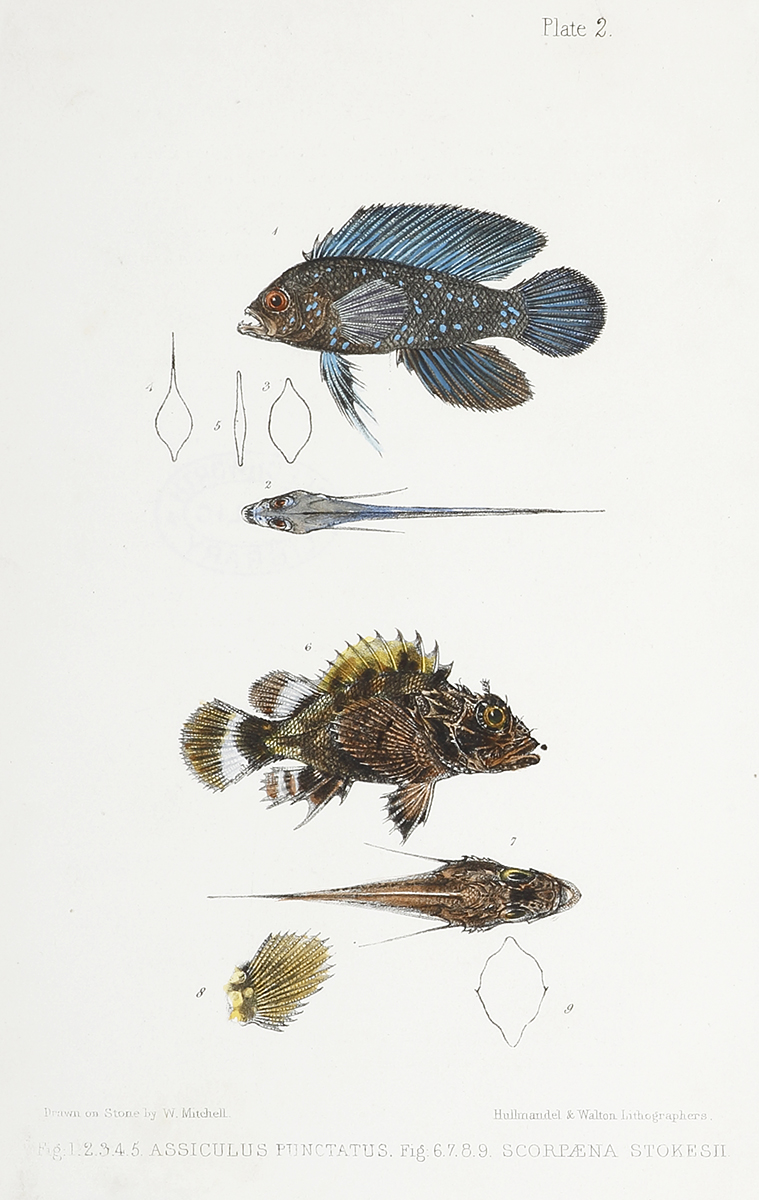 Fig. 1.2.3.4.5. Assiculus Punctatus. Fig. 6.7.8.9. Scorpaena Stokesii ...