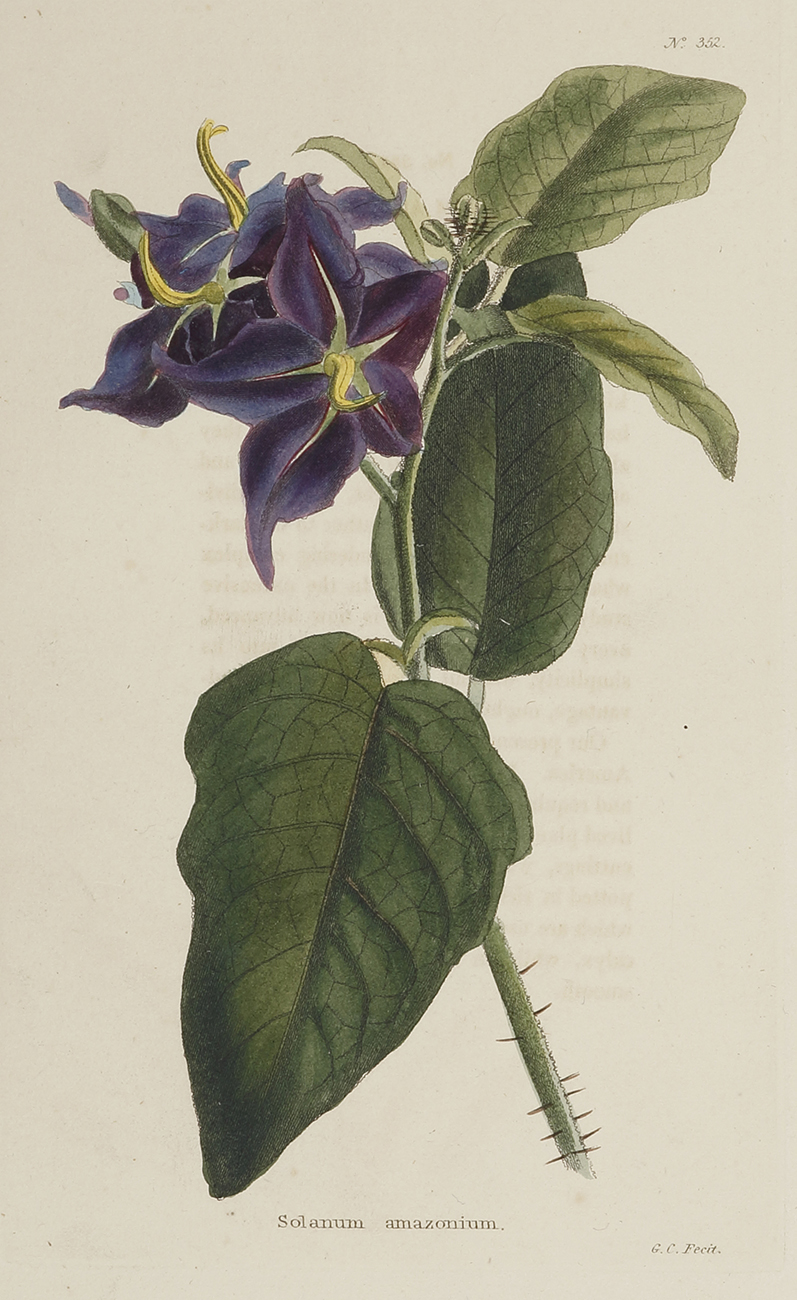 Solanum amazonium. - Antique Print Map Room