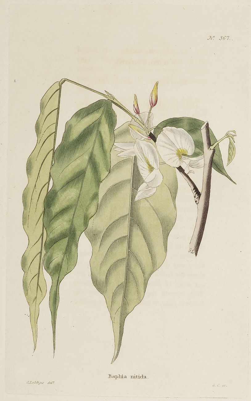 Baphia nitida. - Antique Print Map Room