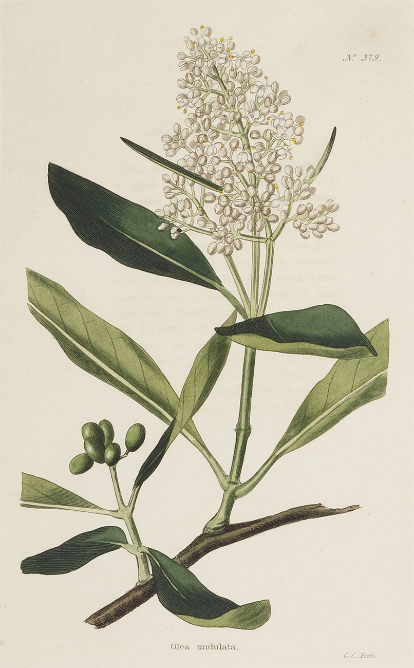 Olea undulata. - Antique Print Map Room