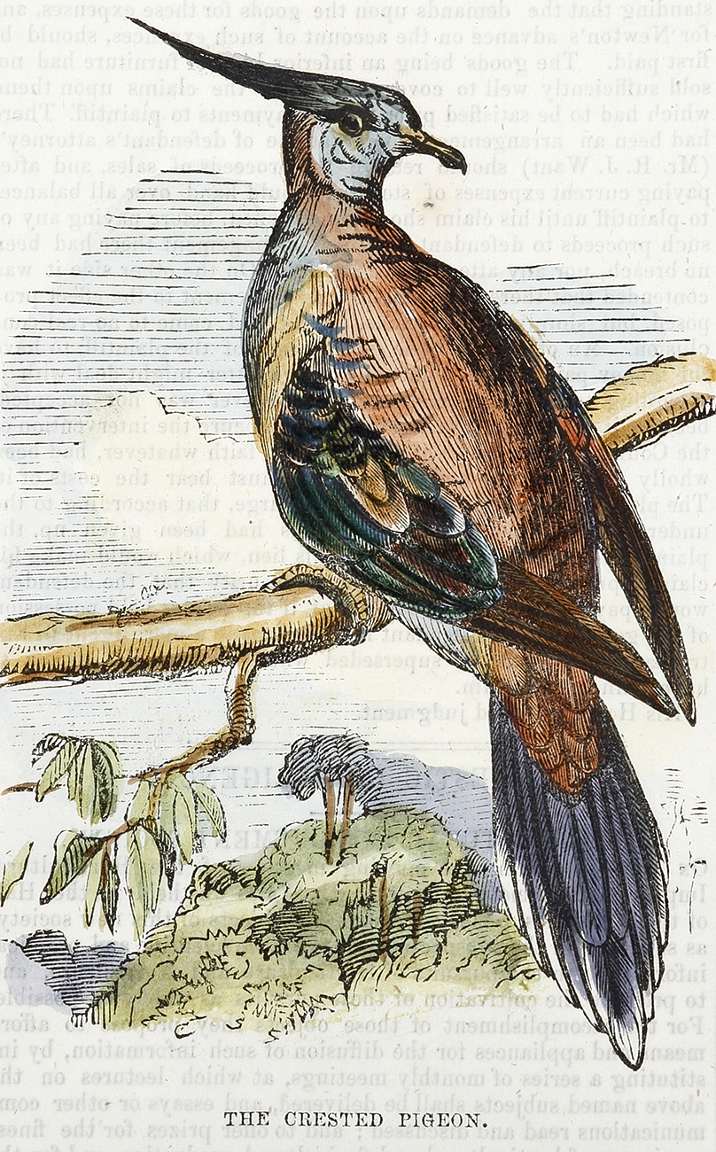 The Crested Pigeon. - Antique Print Map Room