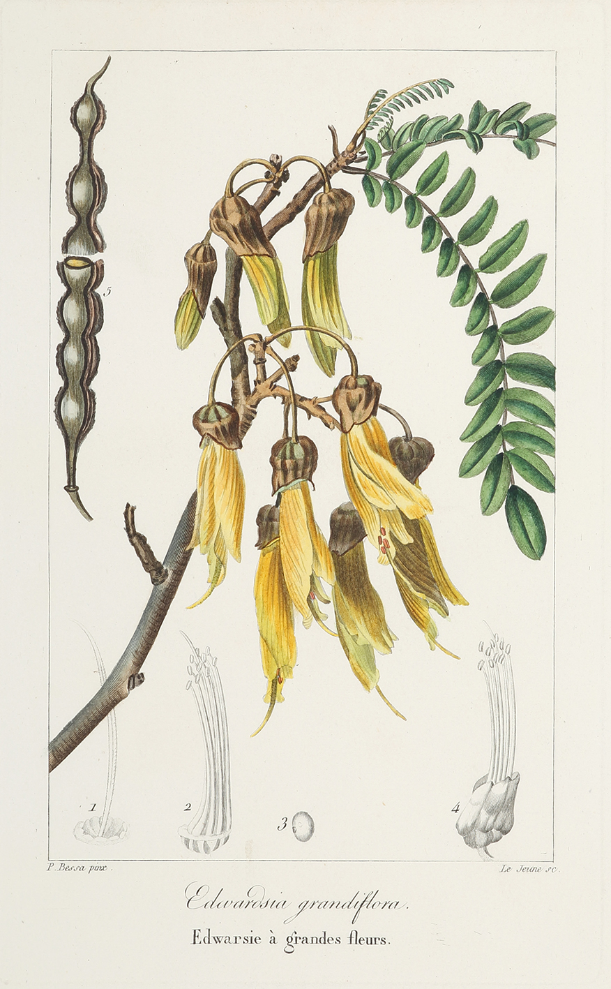 Edwardsia grandiflora - Antique Print Map Room