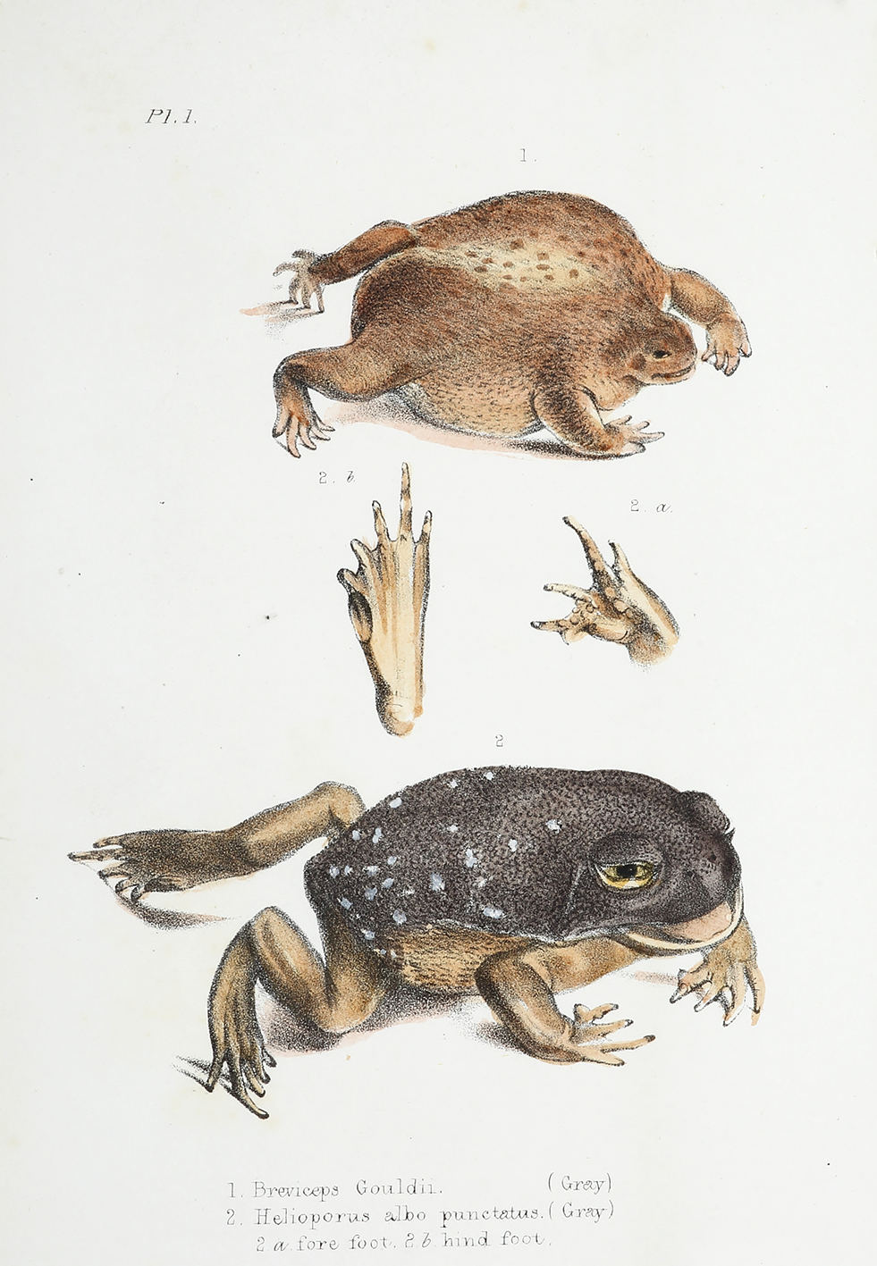 1. Breviceps Gouldii. (Gray) 2. Helioporus albo punctatus. (Gray) 2.a ...