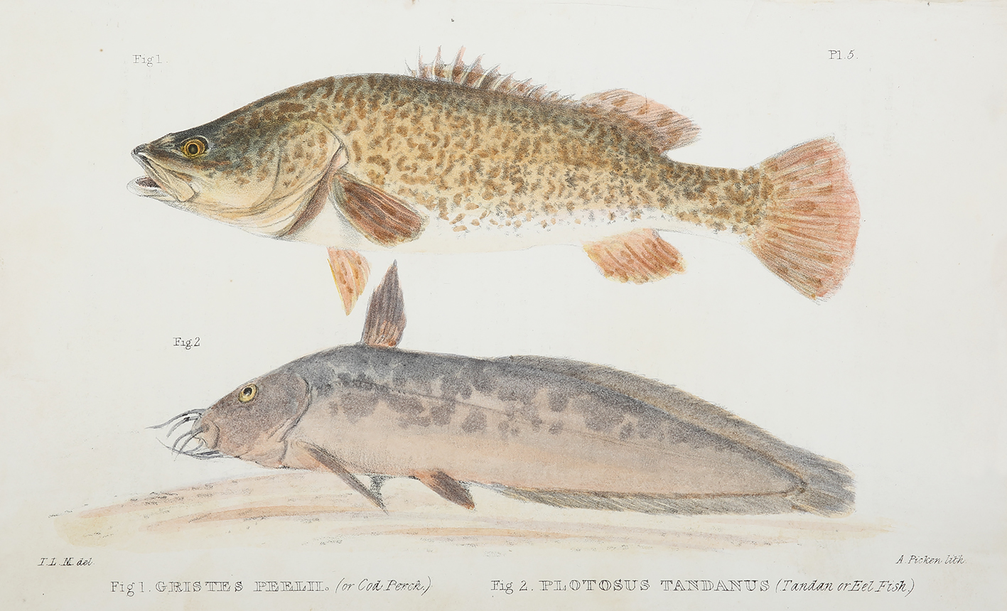 Fig 1. Gristes Peelii. (or Cod Perch.) Fig. 2. Plotosus Tandanus ...