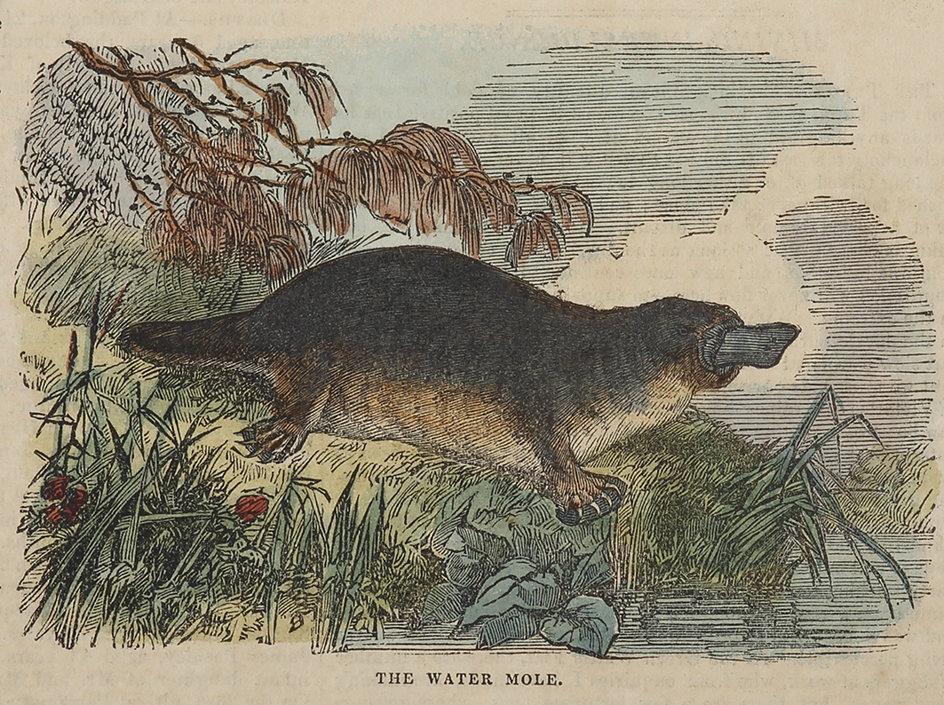 The Water Mole. | Antique Print Map Room